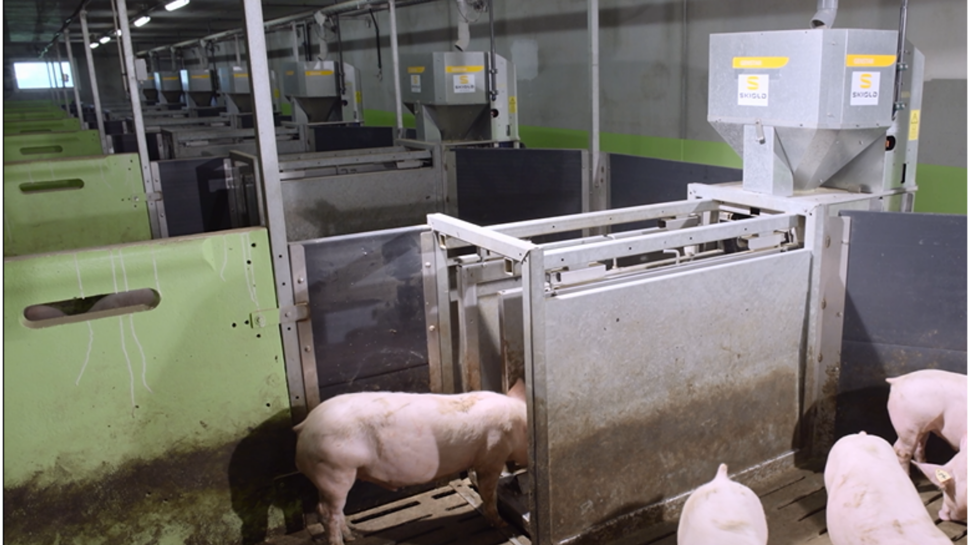 SKIOLD is a specialist in sorting of pigs